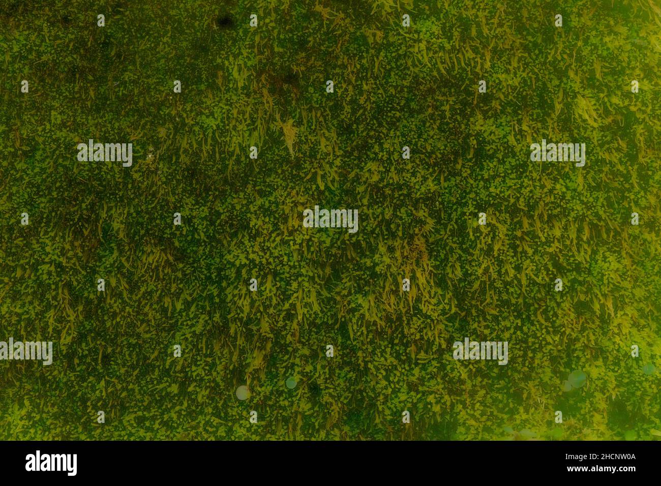 Moss texture hi-res stock photography and images - Alamy