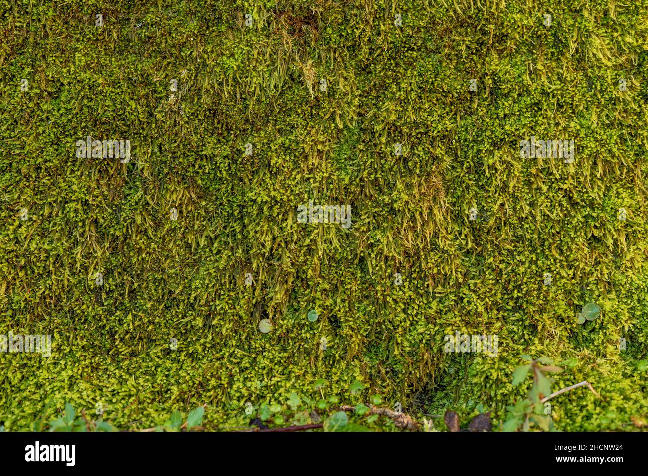 Moss texture hi-res stock photography and images - Alamy