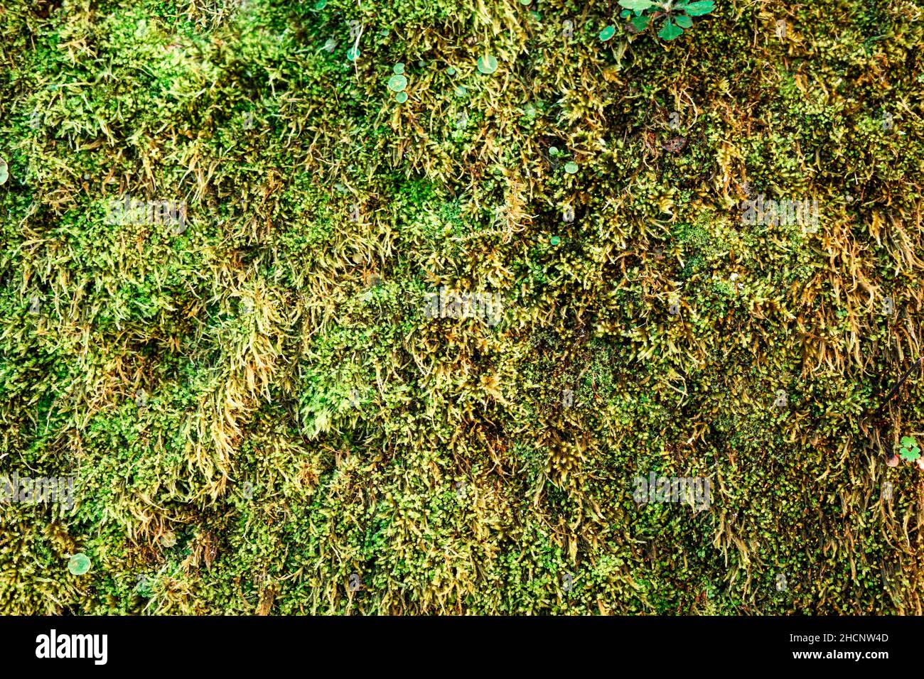 Moss Texture Tileable