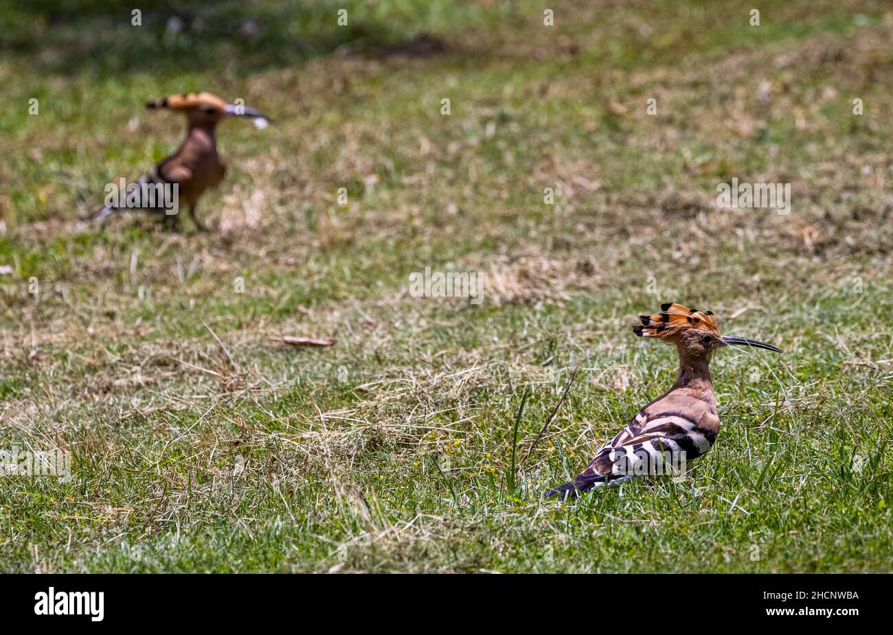 Eurasian hoopoe birds in a field Stock Photo - Alamy