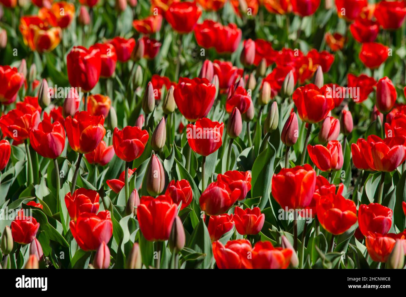 plantation of red tulips. beautiful tulips with deep red color forming ...