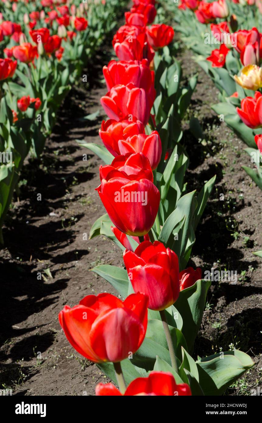 red tulips planted in the ground in a row, in bloom, deep red tulip ...