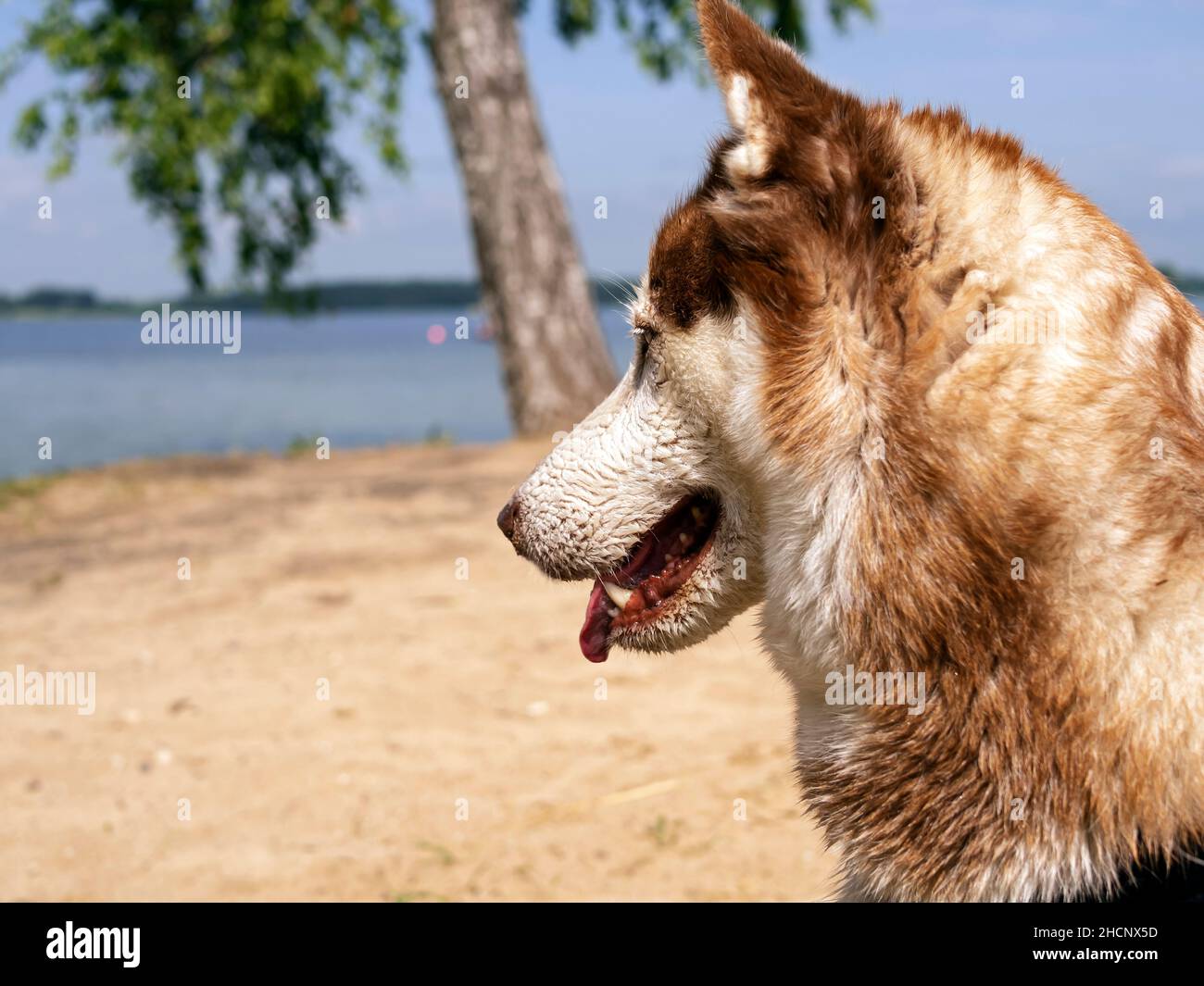 Wet husky dog and spray of water. A beautiful husky is swimming in the ...
