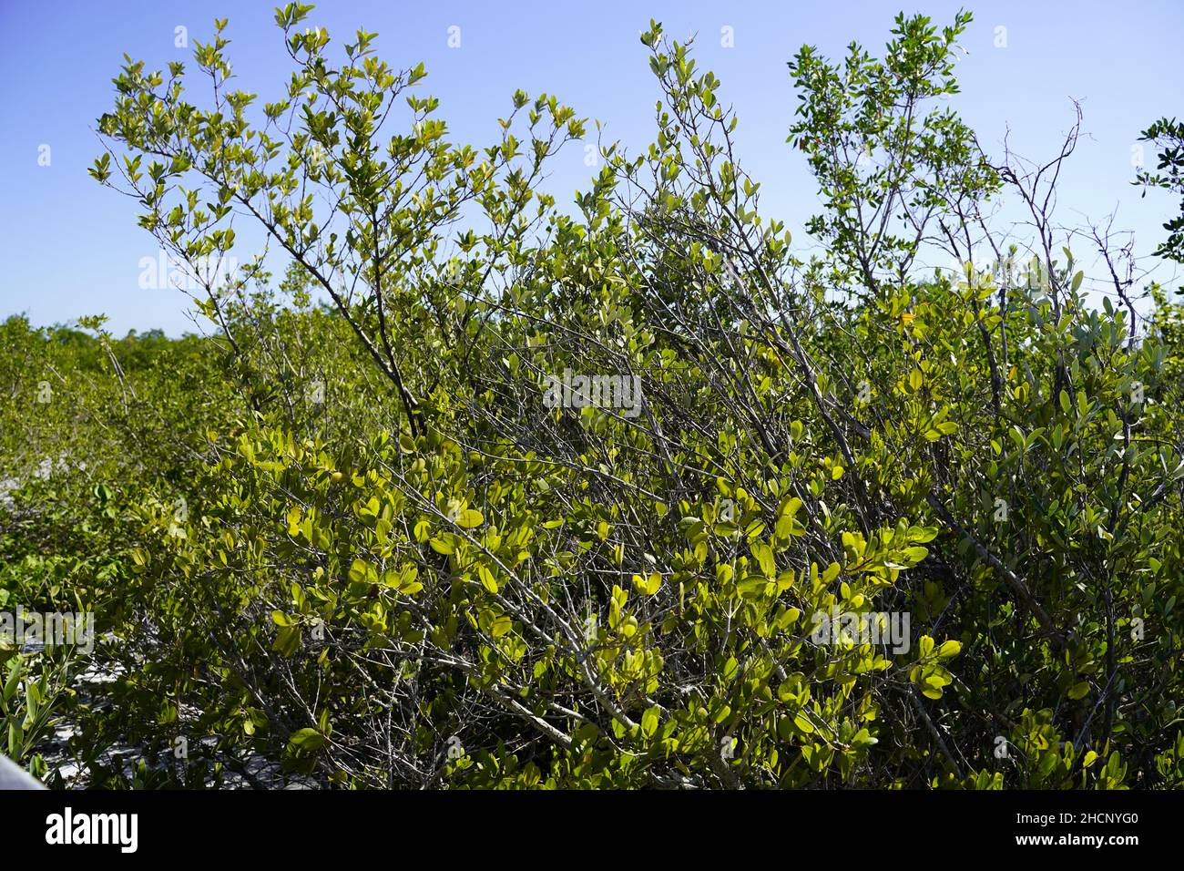 Sunny outdoor bush hi-res stock photography and images - Alamy