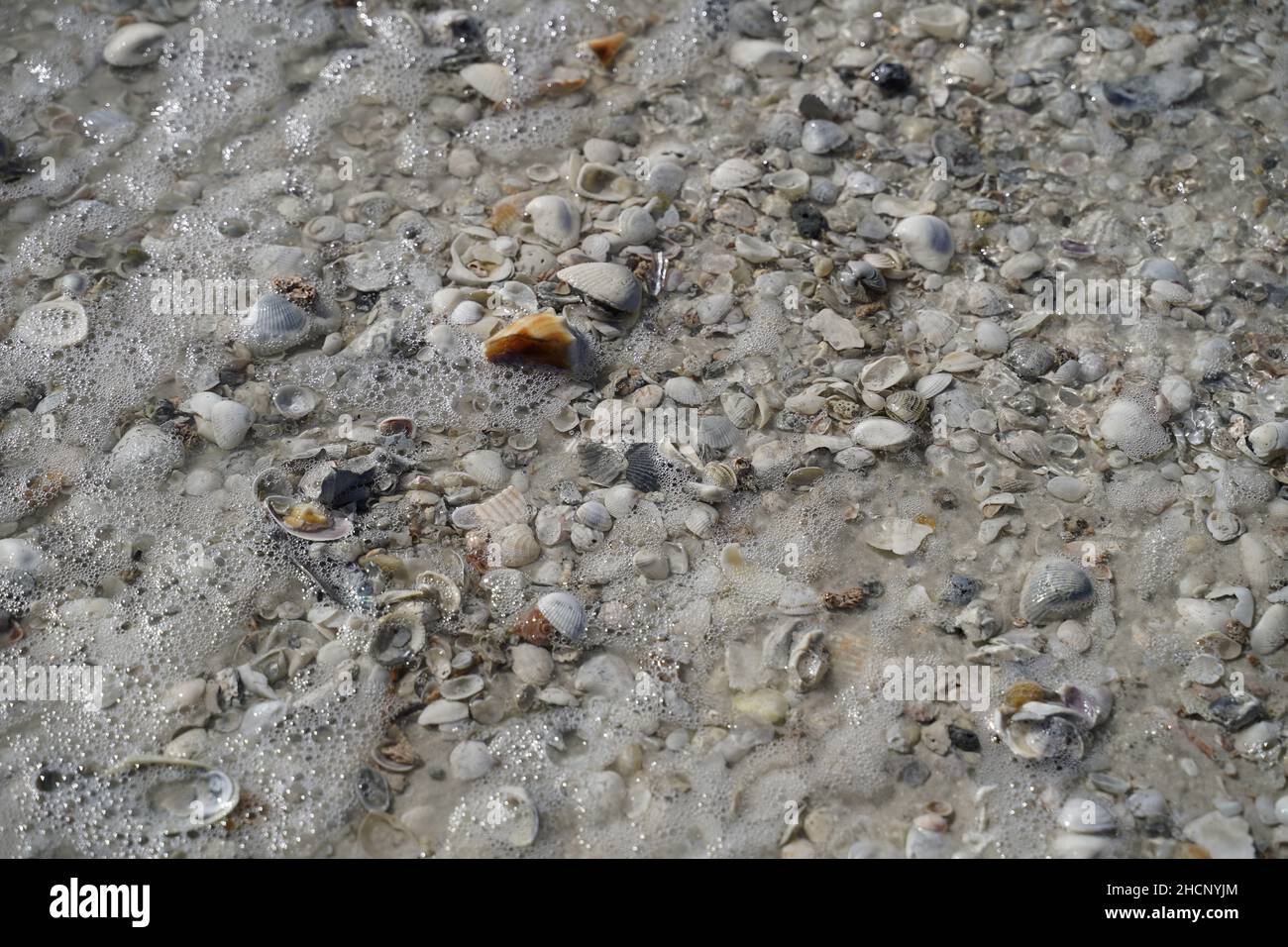 Closeup shot of seashells at the beach Stock Photo - Alamy