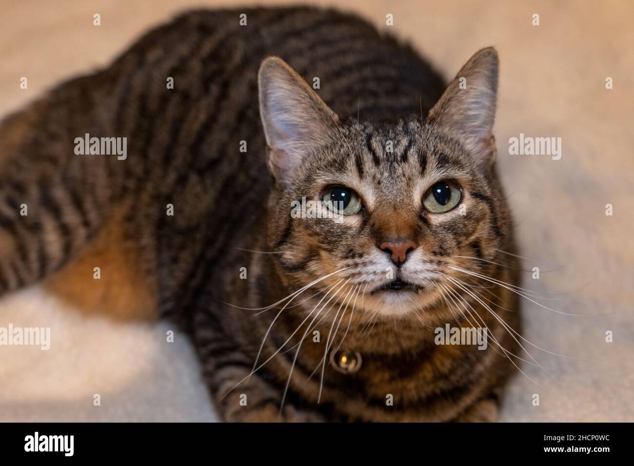 Issaquah, Washington, USA. Ten year old pet American Short-hair cat ...