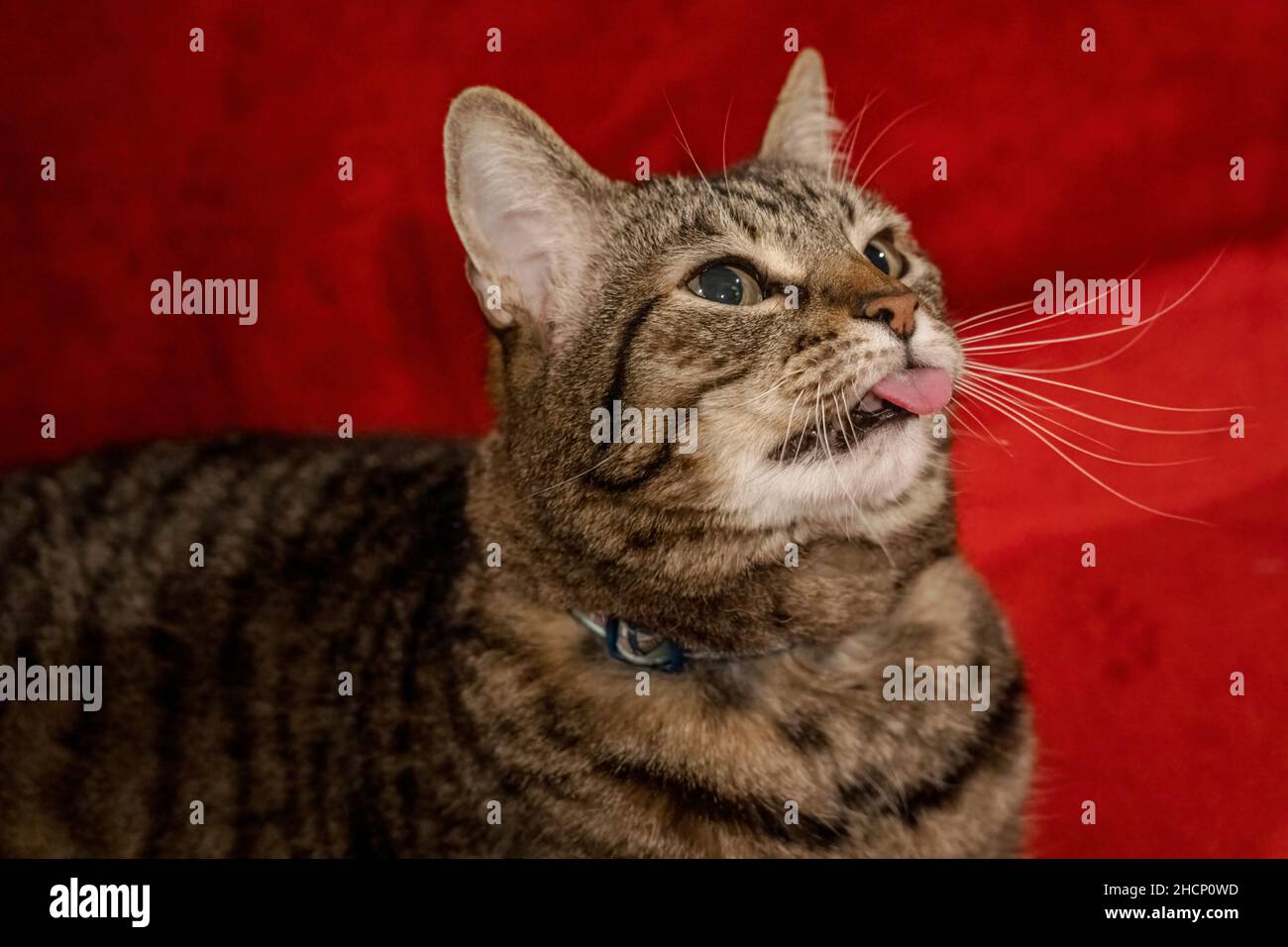 Issaquah, Washington, USA. Ten year old pet American Short-hair cat ...