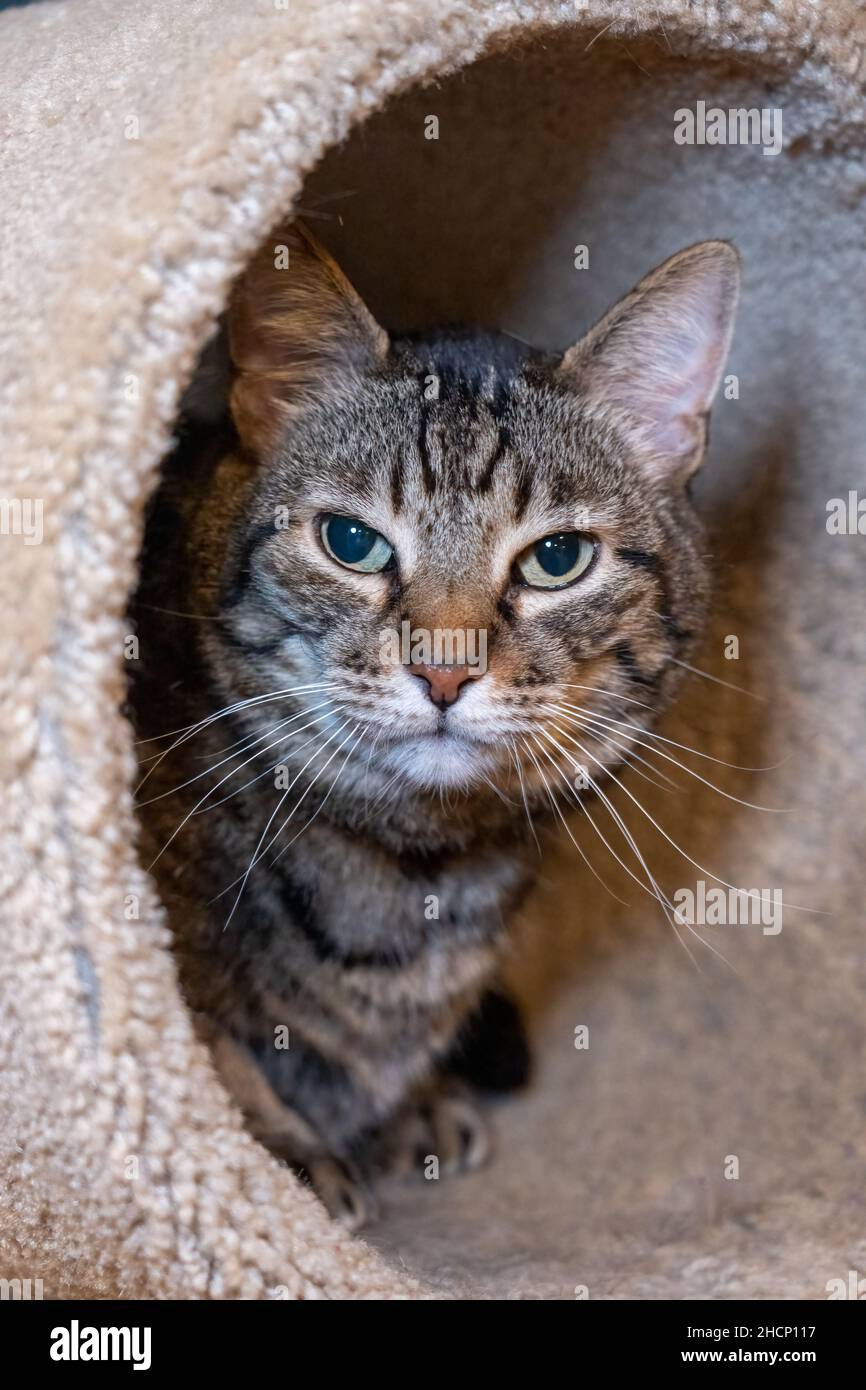Issaquah, Washington, USA. Ten year old pet American Short-hair cat ...