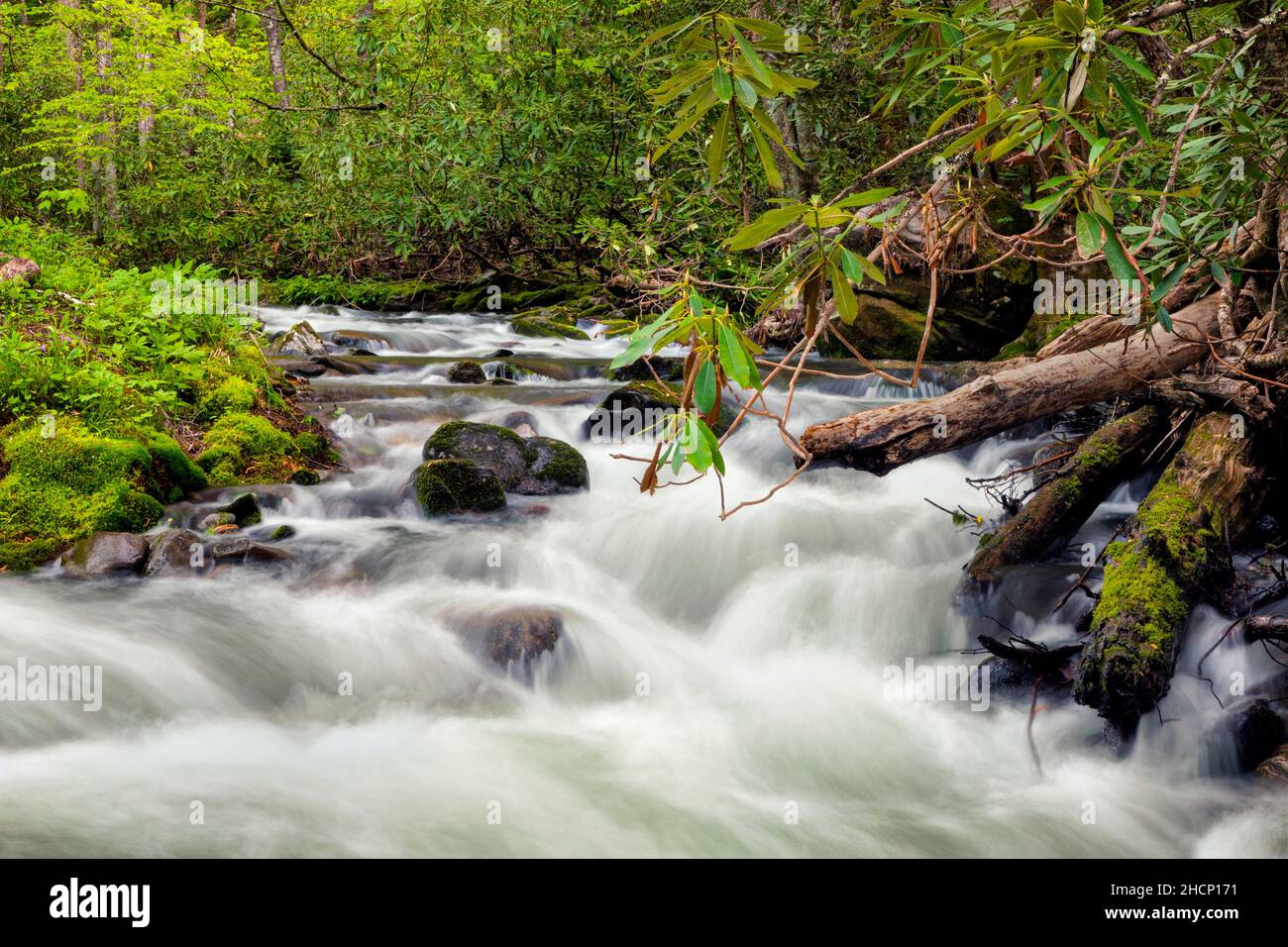 USA, North Carolina, Great Smoky Mountains National Park, Straight Fork ...