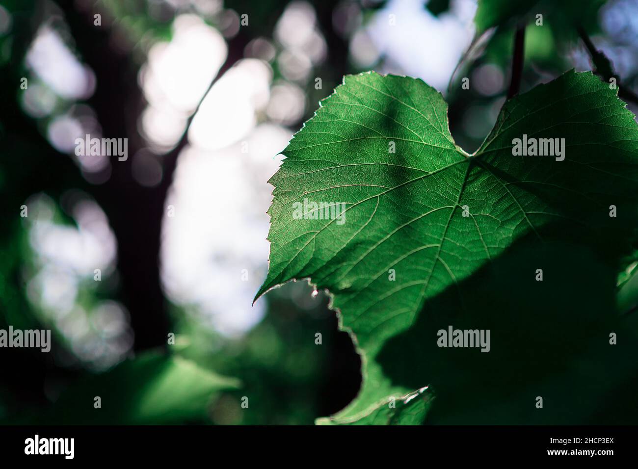 Vine leaf . Green leaves with natural light Stock Photo - Alamy