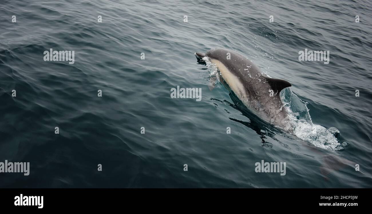 Dolphin swimming in ocean Stock Photo - Alamy