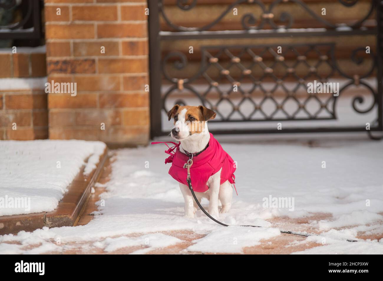 Lonely dog jack russell terrier got lost on the street in winter Stock ...