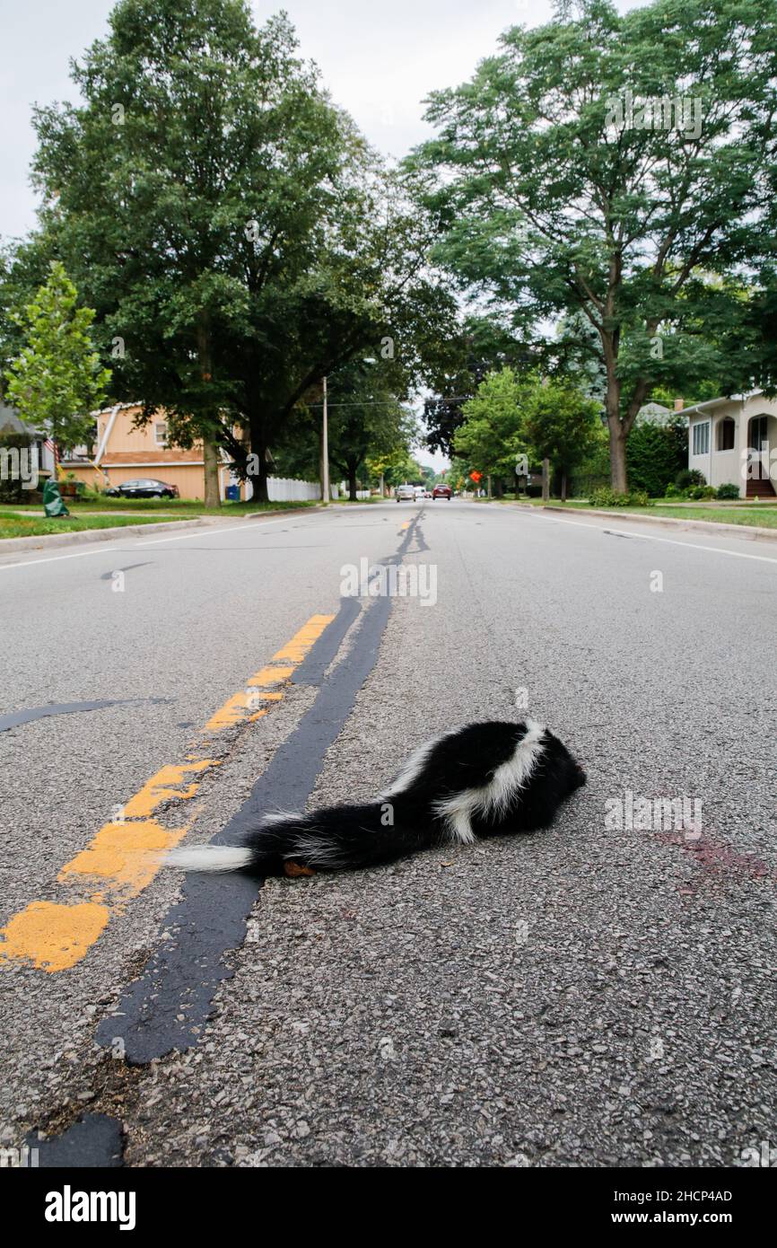 Dead skunk hi-res stock photography and images - Alamy
