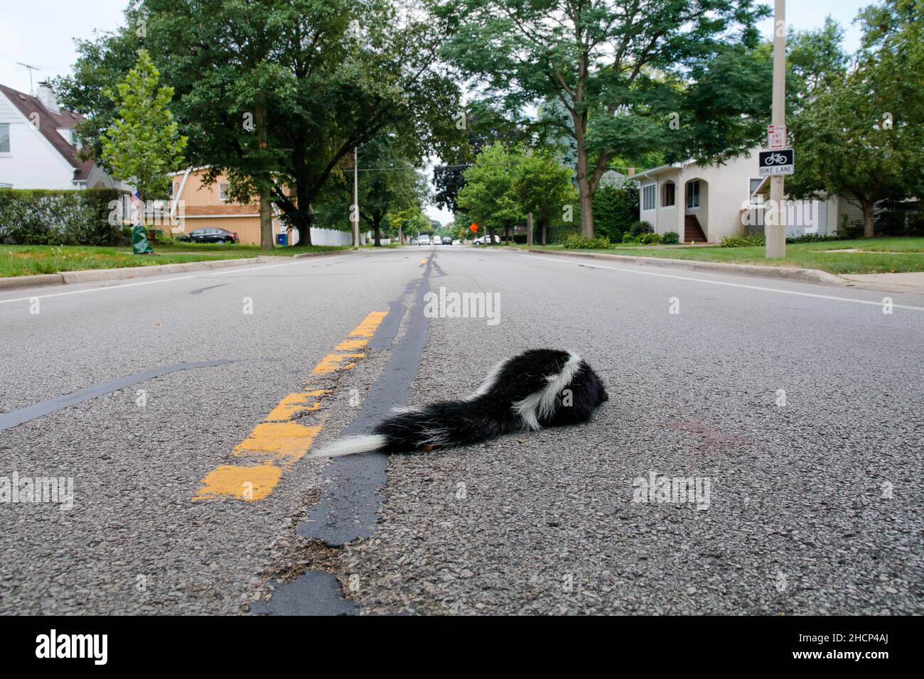 Skunk roadkill hi-res stock photography and images - Alamy