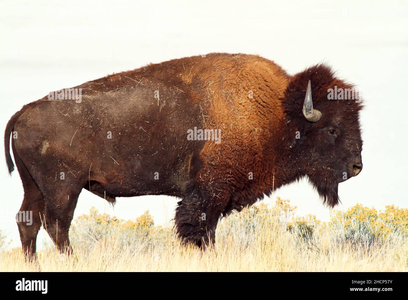 Buffalo stance hi-res stock photography and images - Alamy
