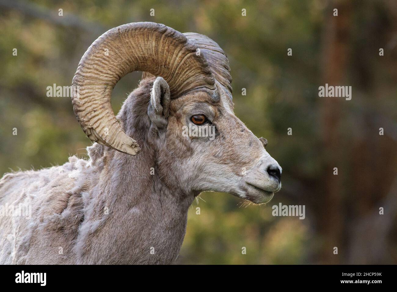 Ram Head Portrait Stock Photo - Alamy