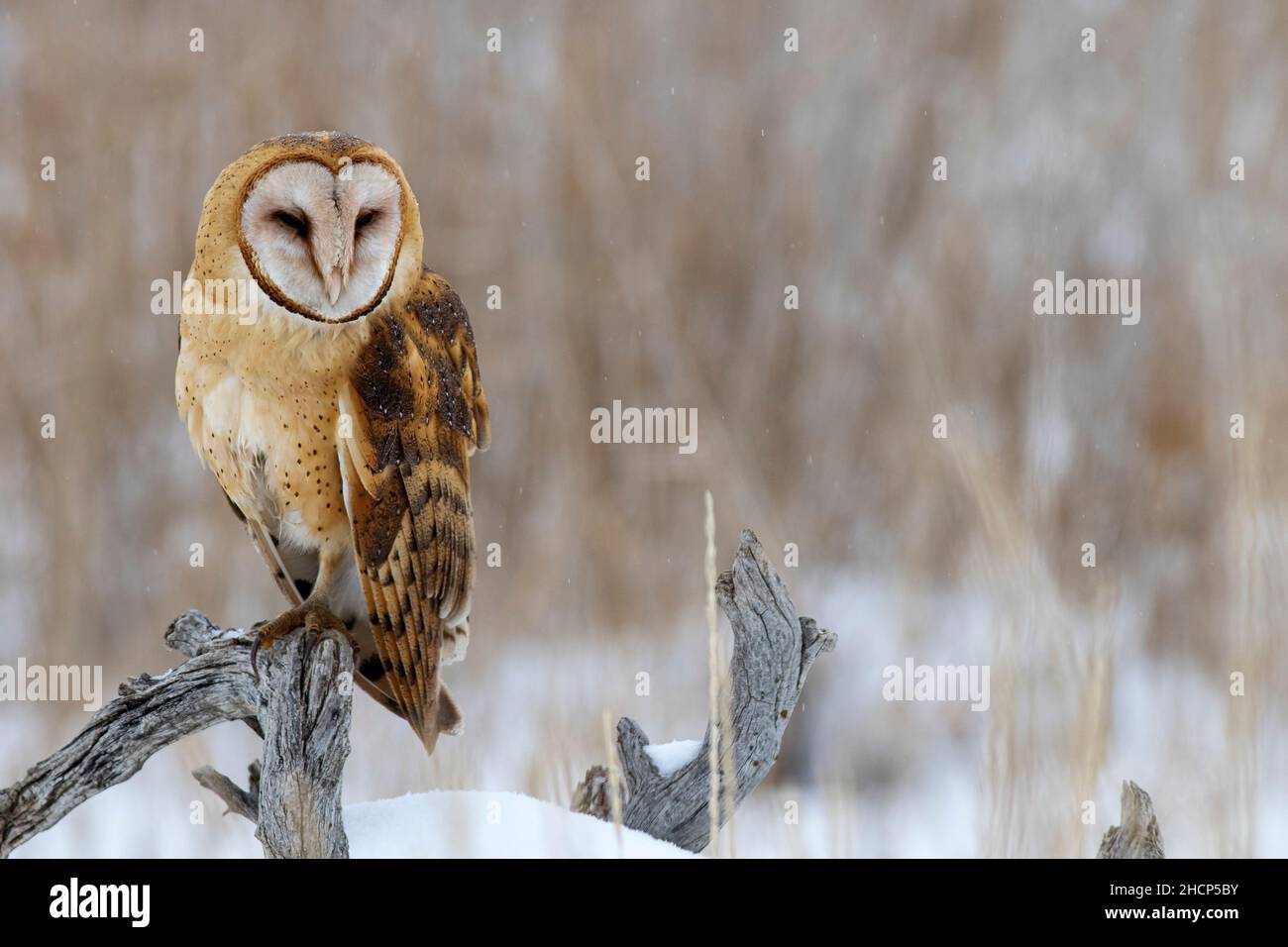 American barn owl hi-res stock photography and images - Alamy