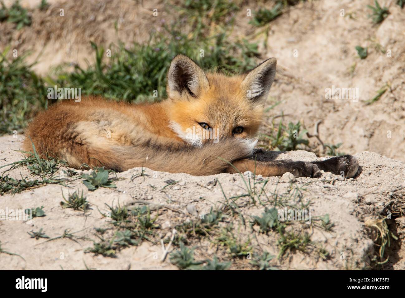 Fox napping hi-res stock photography and images - Alamy