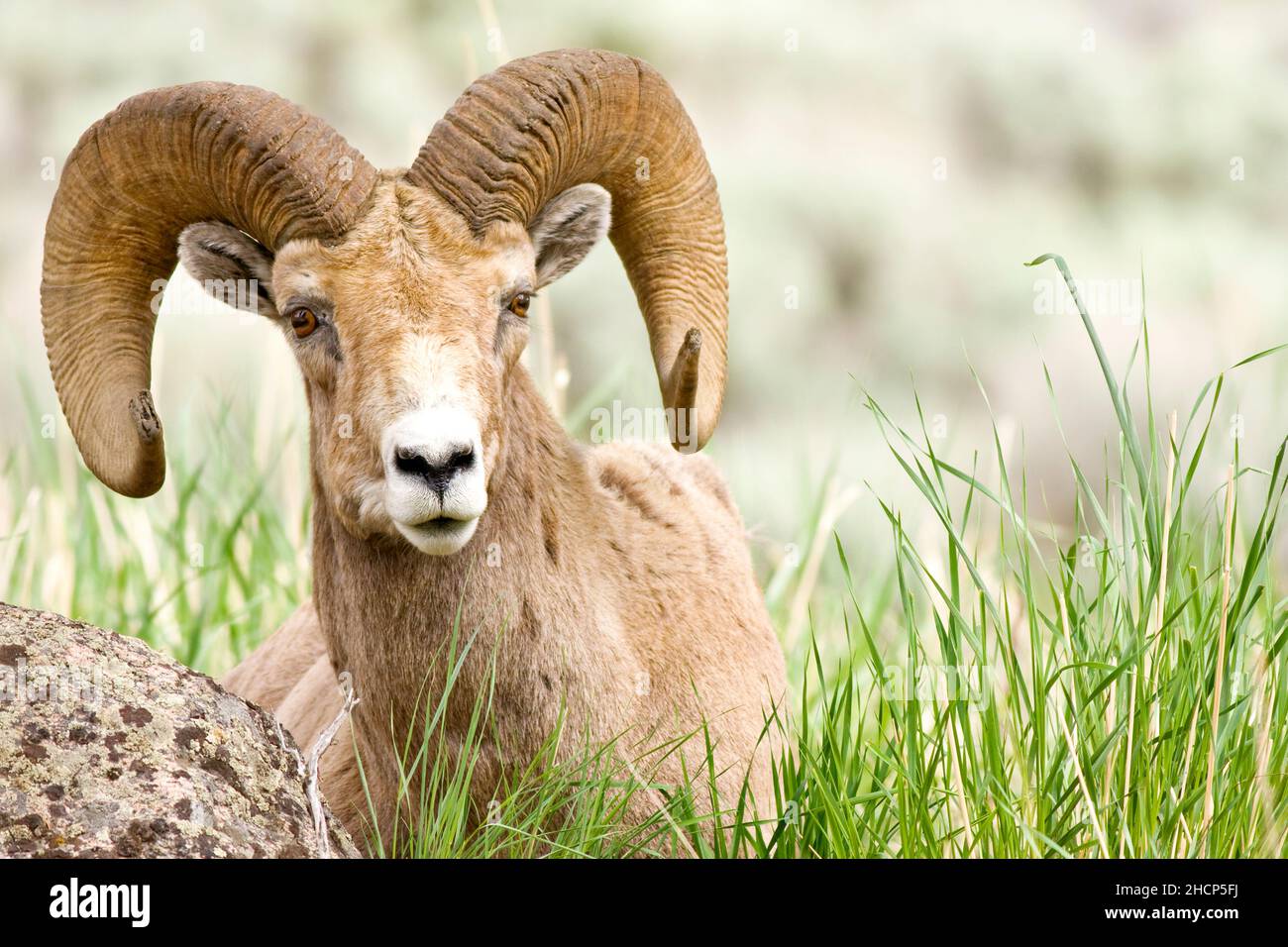 Close up portrait bighorn ram hi-res stock photography and images - Alamy