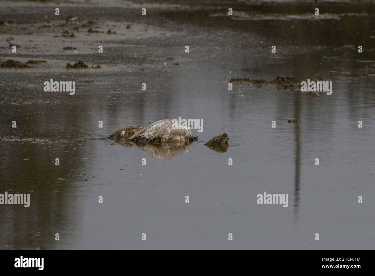 Dead crane hi-res stock photography and images - Alamy