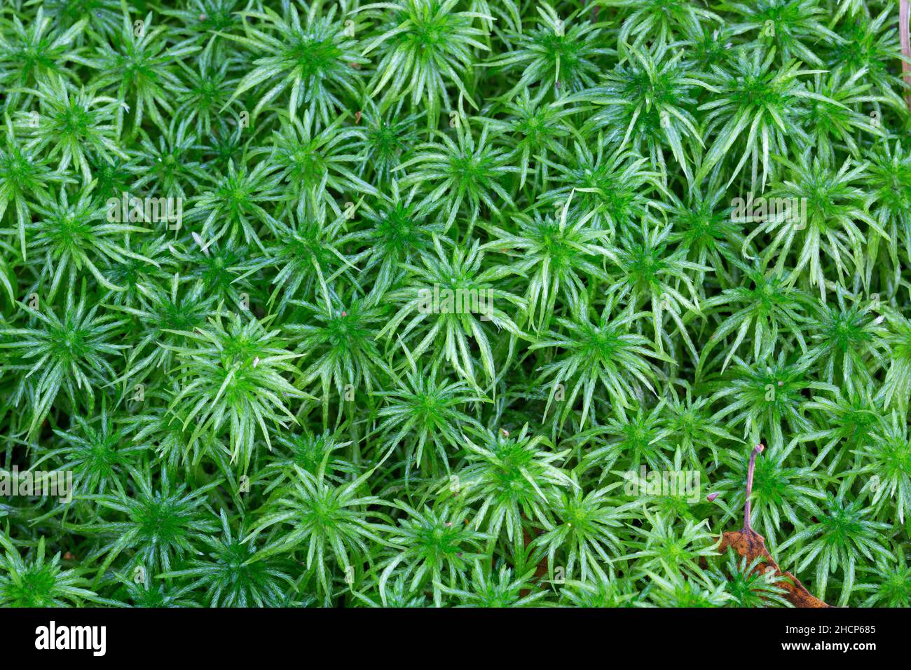 Sphagnum riparium. A dense vegetation of Sphagnum riparium growing in ...