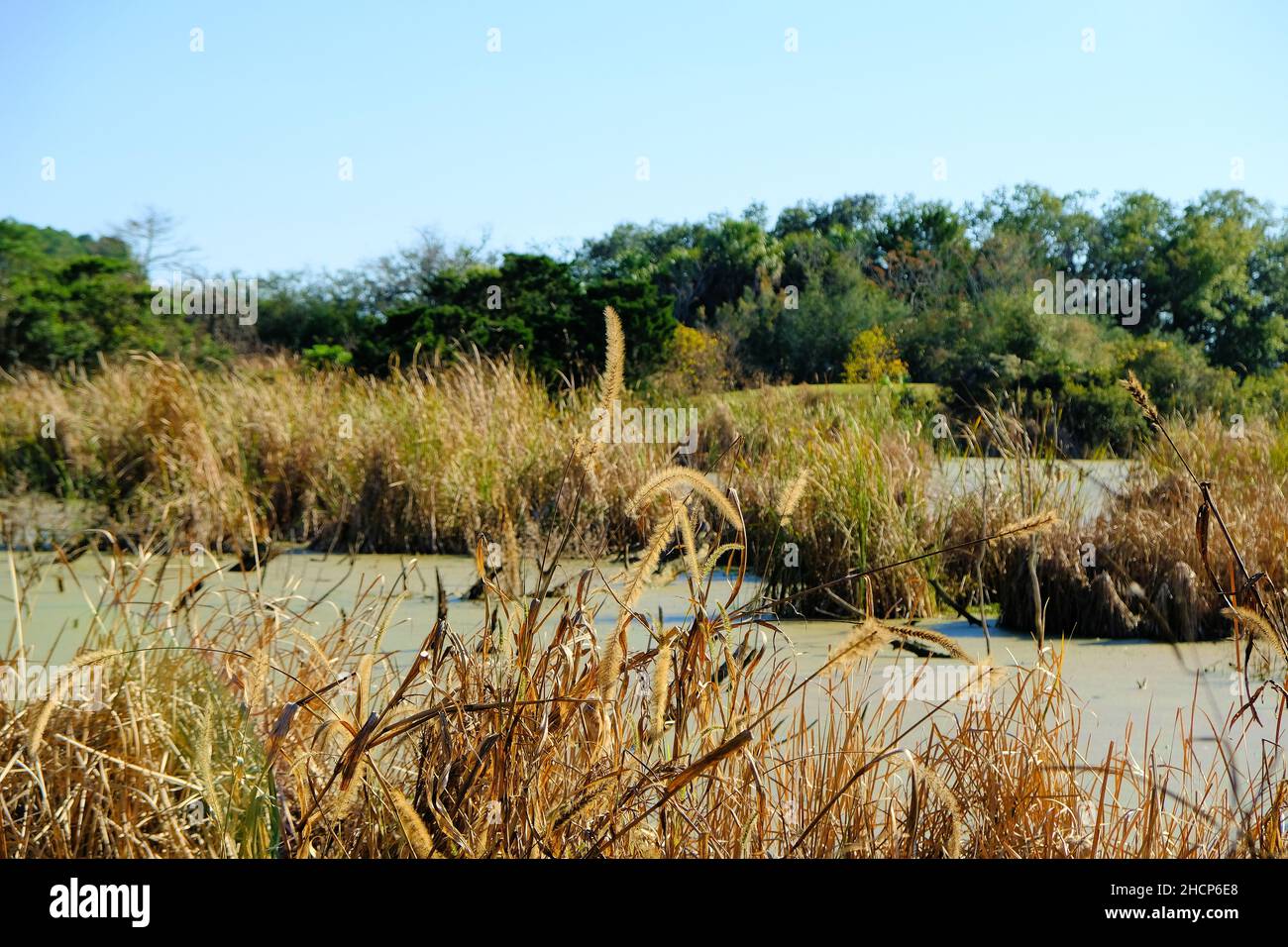 Pinckney Island National Wildlife Refuge in Hilton Head, South Carolina ...