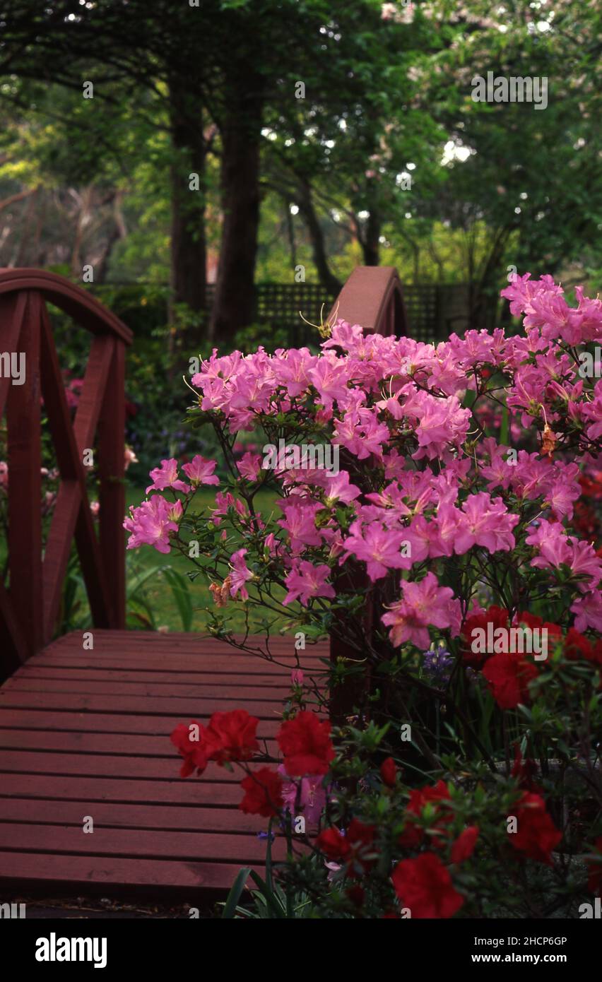 SMALL TIMBER GARDEN BRIDGE EDGED WITH AZALEA BUSHES, BLUE MOUNTAINS ...