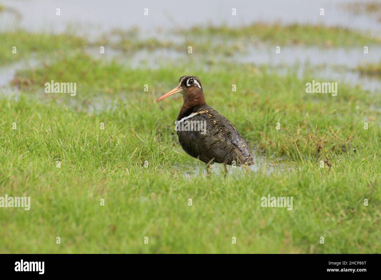 Greater painted-snipe Female, Rostratula benghalensis, Pune ...