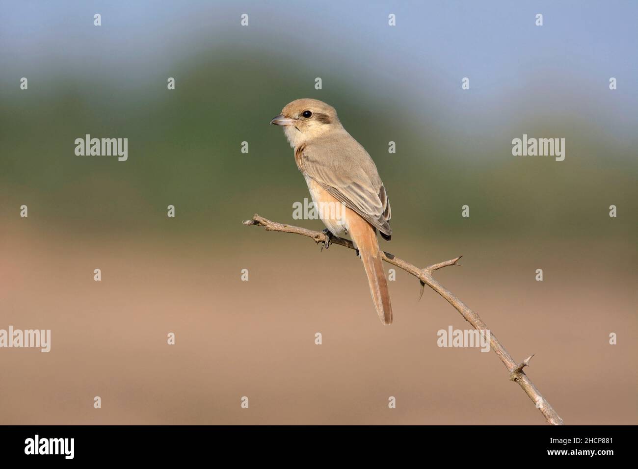 Isabelline shrike or Daurian shrike, Lanius isabellinus, Kolhapur ...