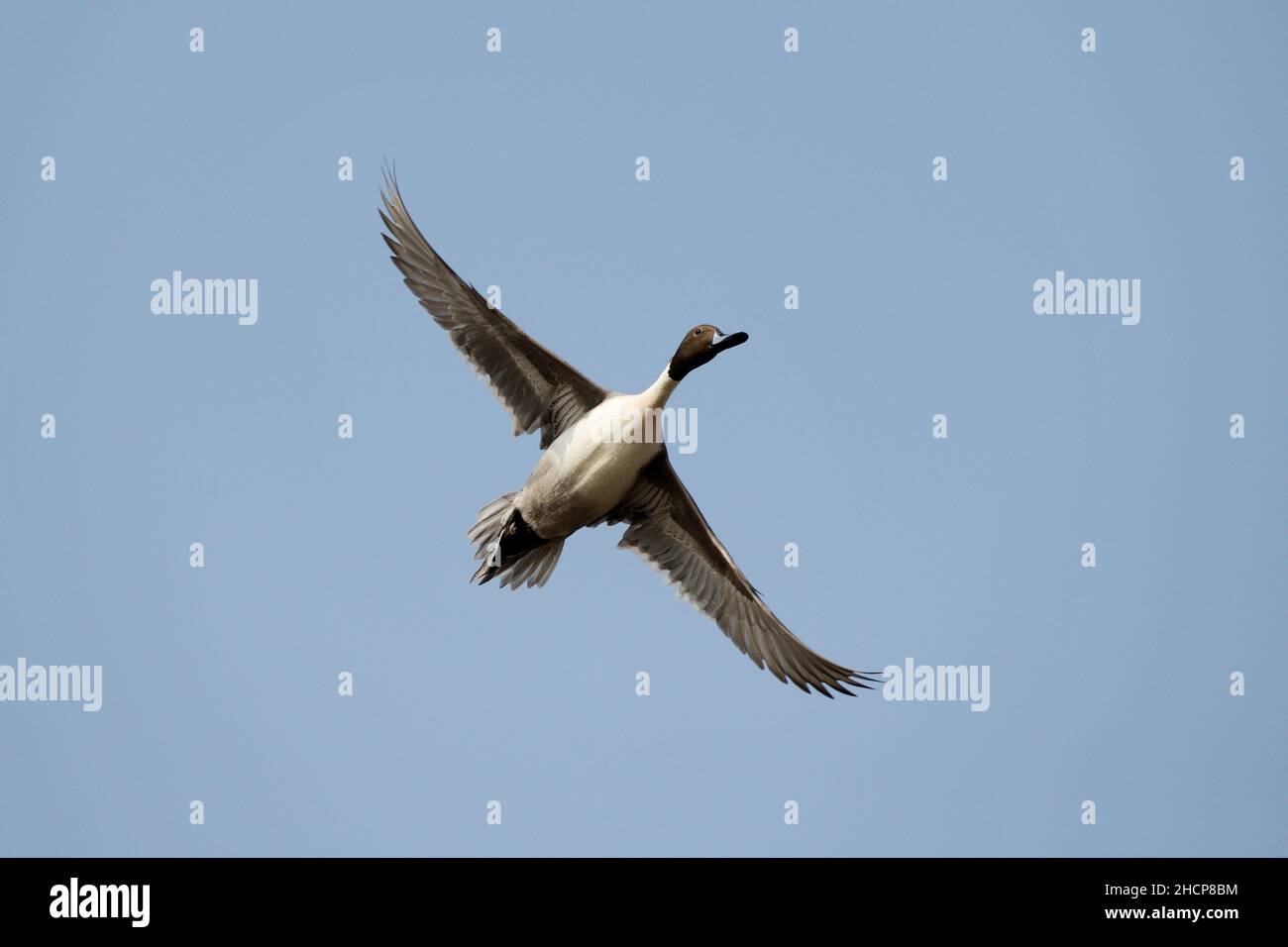 Pintail or Northern Pintail in flight, Anas acuta, Solapur, Maharashtra ...