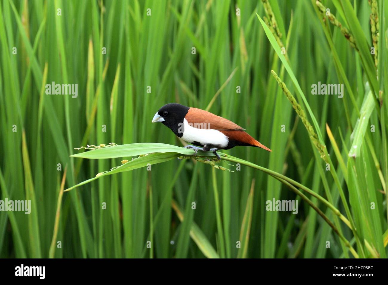 Tricoloured munia, Lonchura malacca, Kolhapur, Maharashtra, India Stock ...