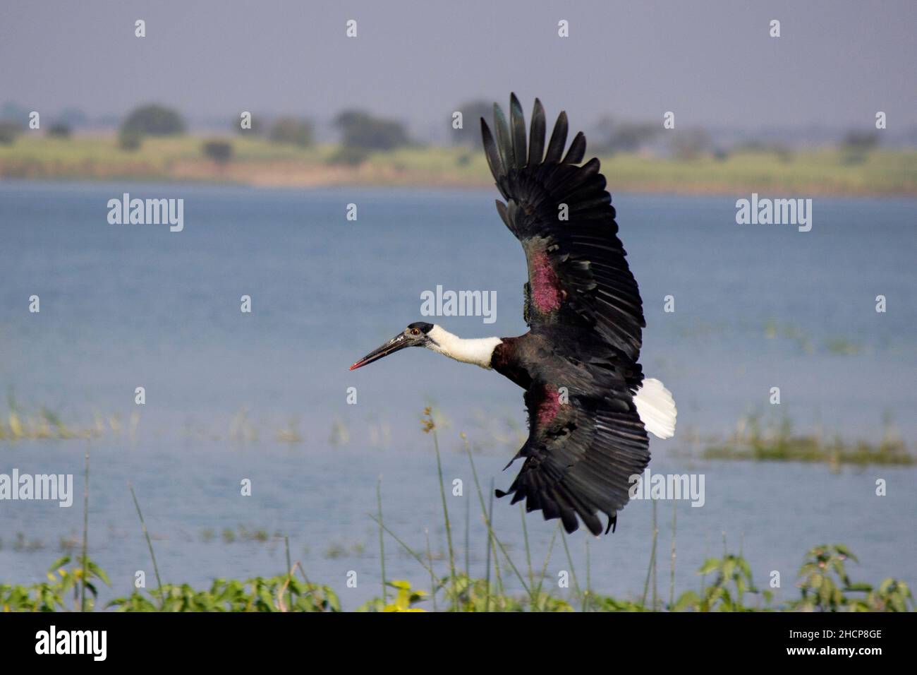 Woolly-necked stork or White-necked stork, Ciconia episcopus, Pune ...
