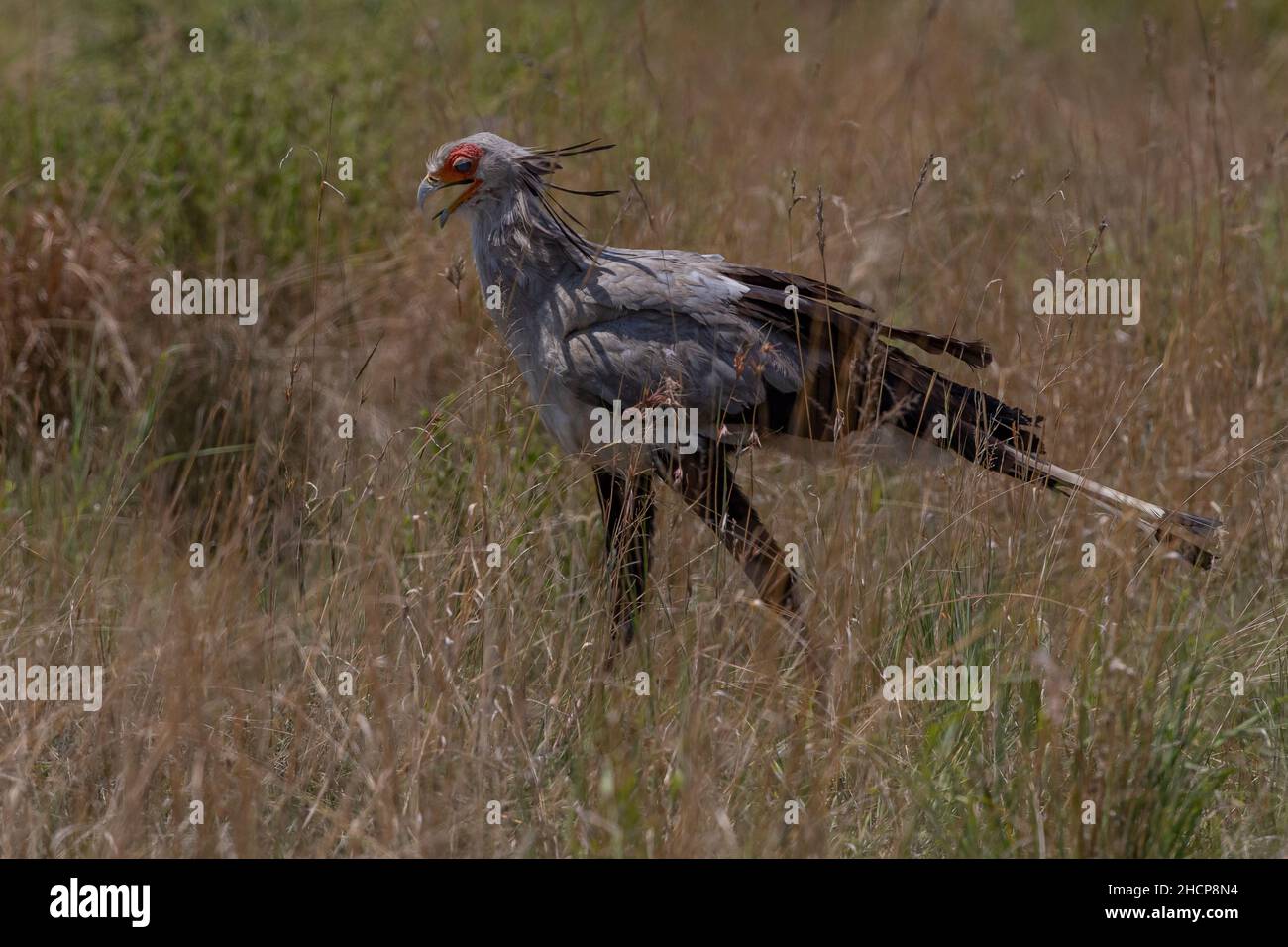 On the prowl hi-res stock photography and images - Alamy