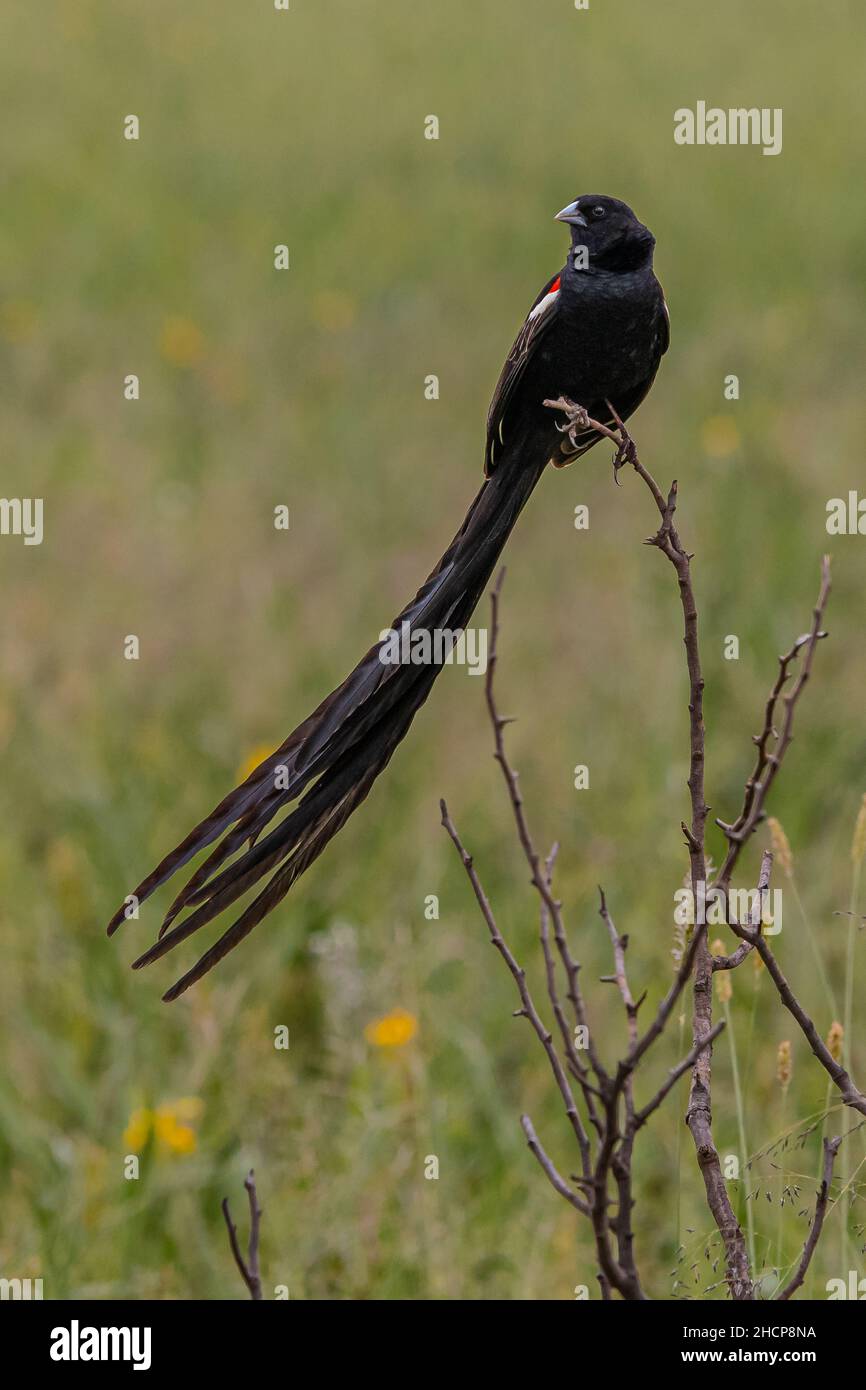 Long-Tailed Widowbird - floating in the wind Stock Photo - Alamy
