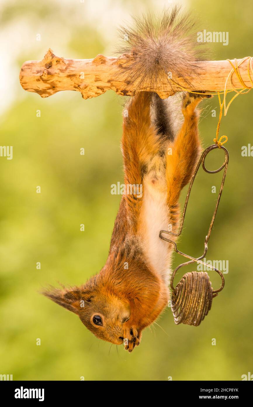 Upside down red squirrel hi-res stock photography and images - Alamy