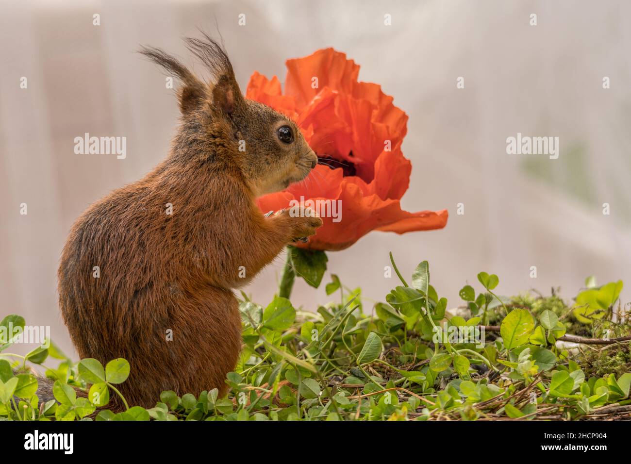 Scarlet Squirrel High Resolution Stock Photography and Images - Alamy