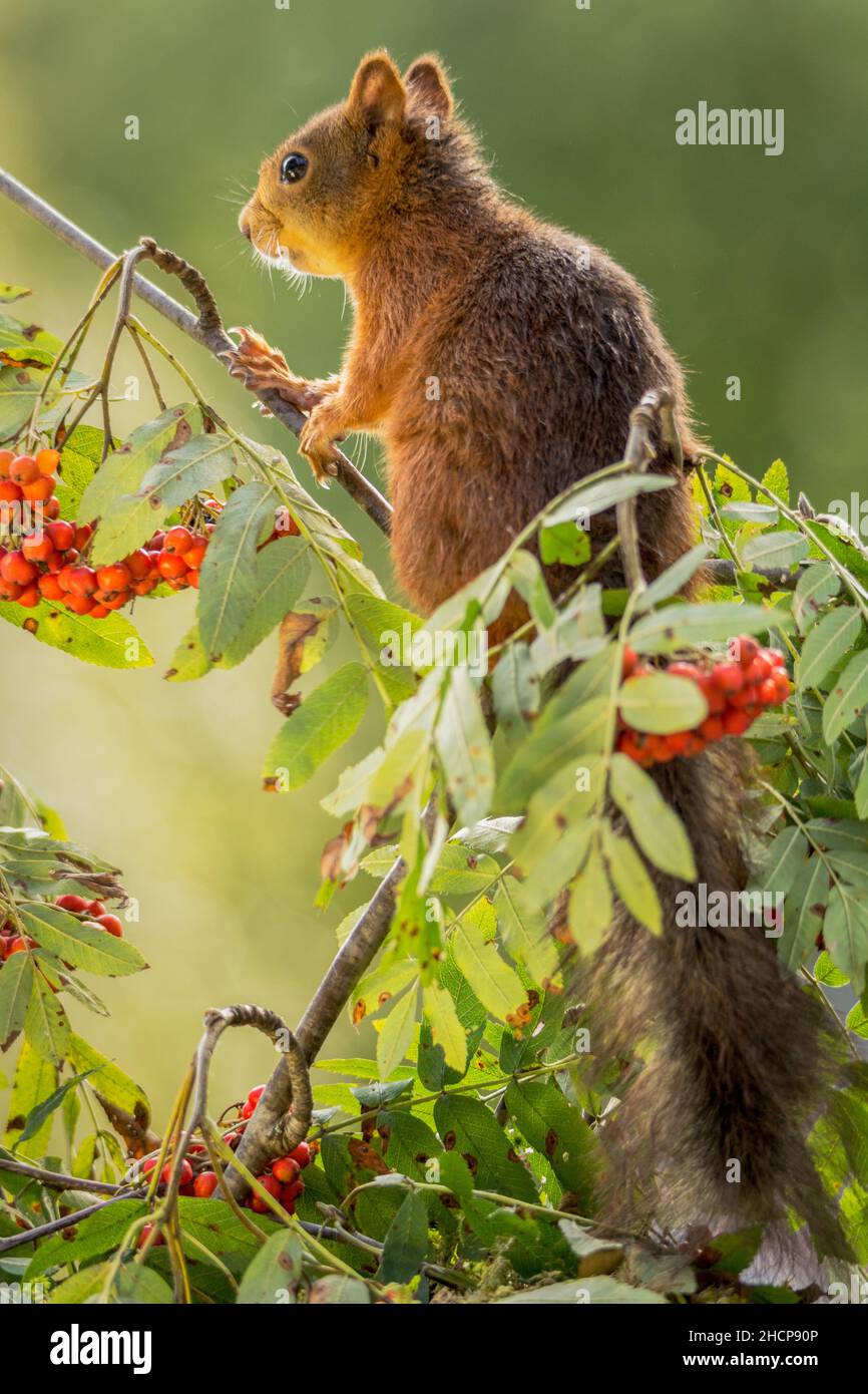 squirrel is climbing the rowan tree Stock Photo - Alamy