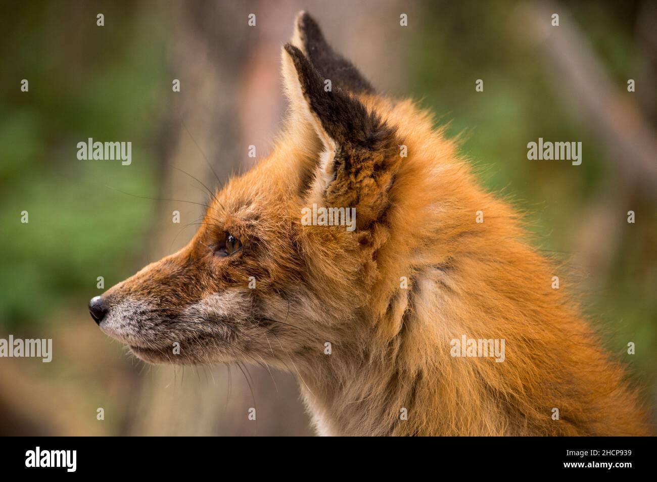 Red fox animal close up profile of eye hi-res stock photography and ...