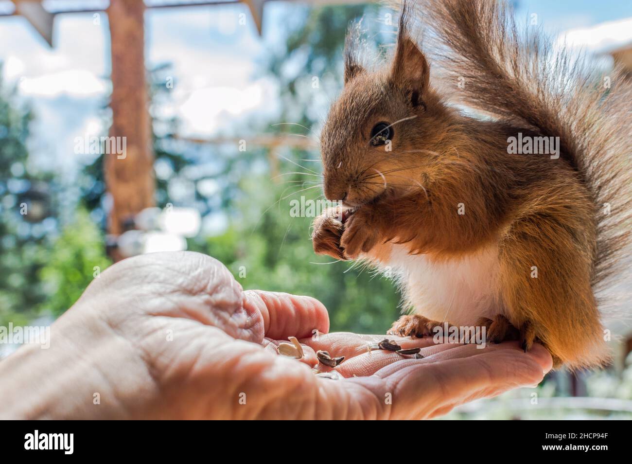 Squirrel sitting on a human hand hi-res stock photography and images ...