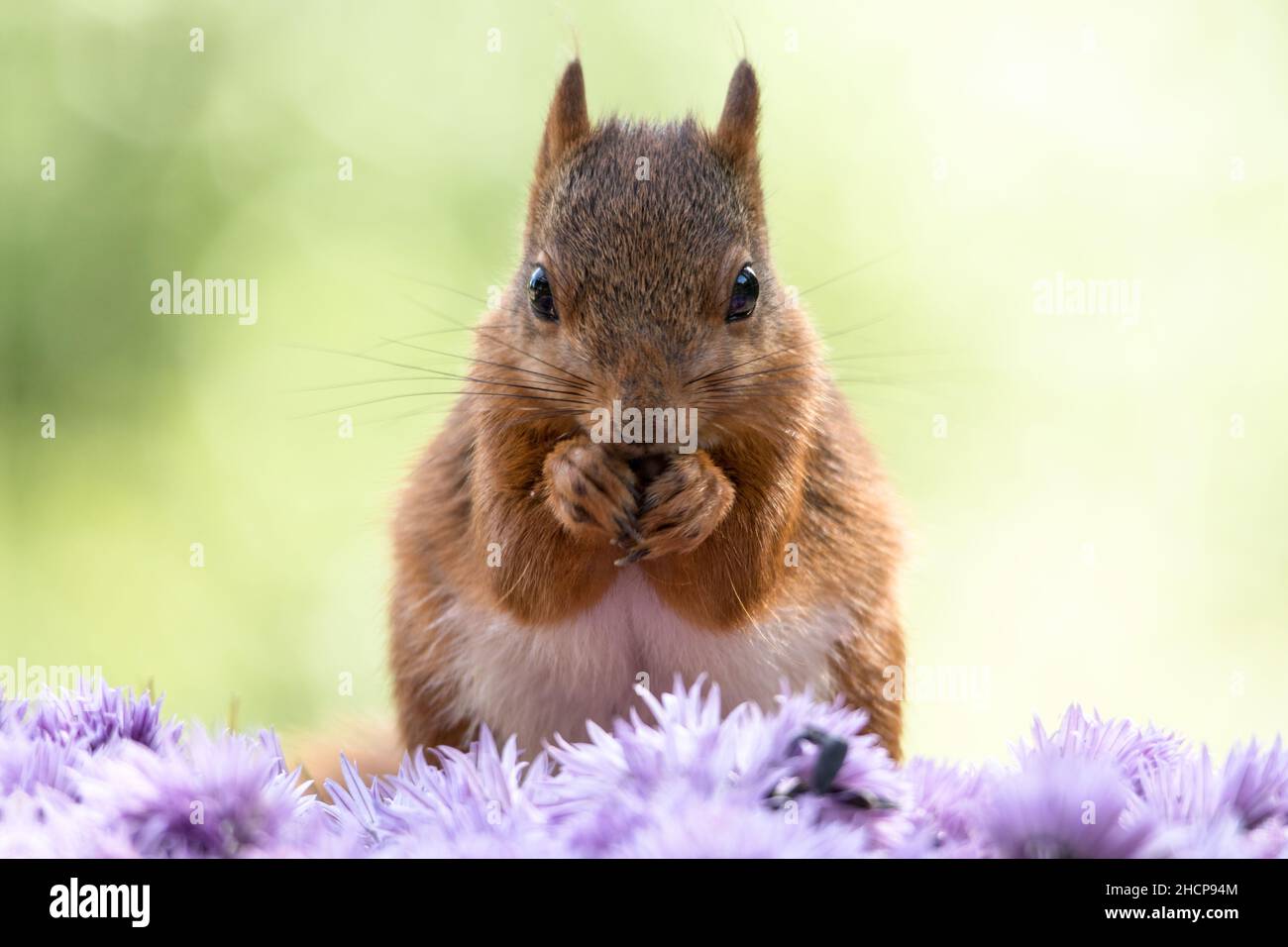 Squirrel looking at camera hi-res stock photography and images - Alamy