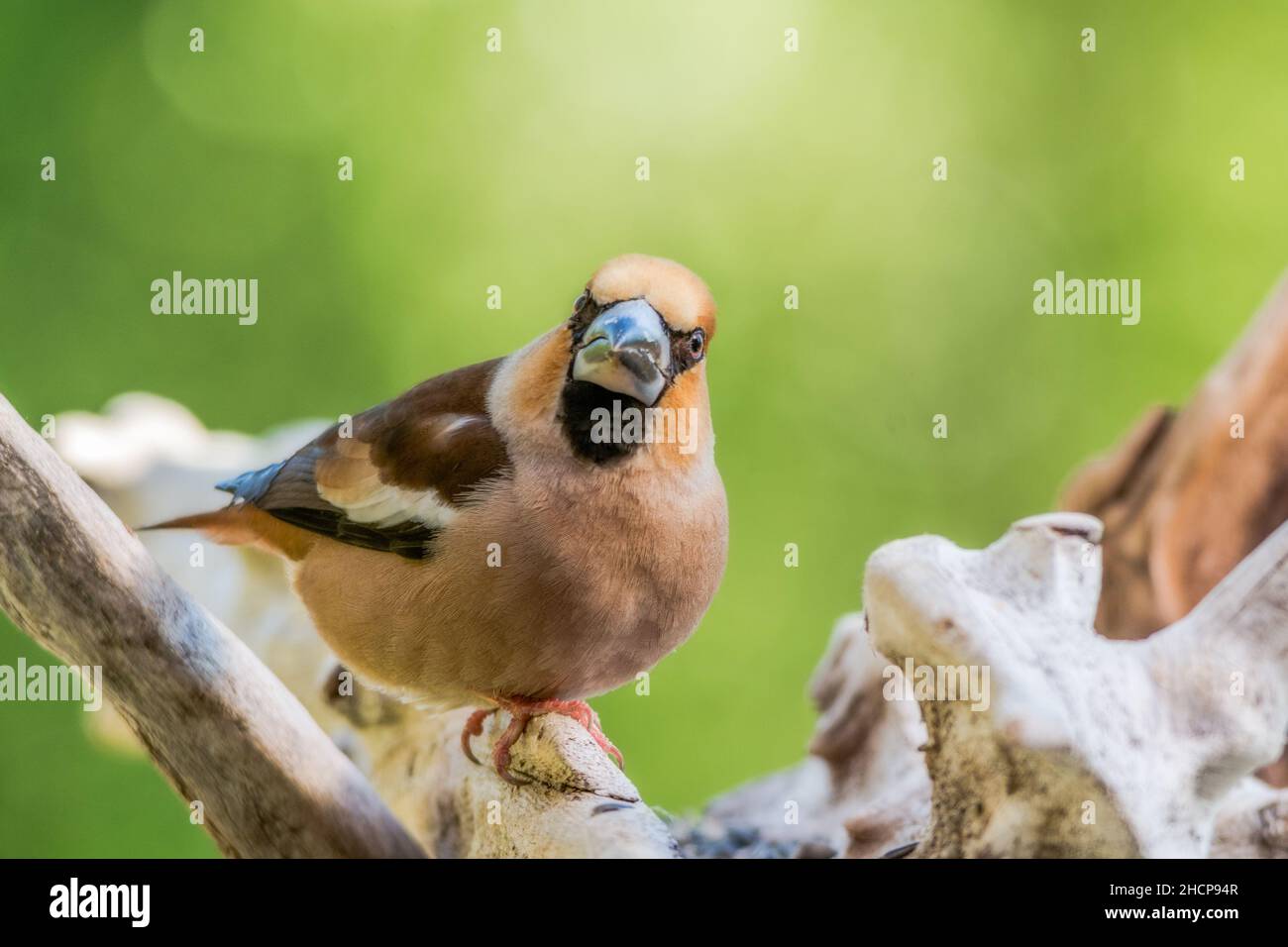 Male and female hawfinch hi-res stock photography and images - Alamy