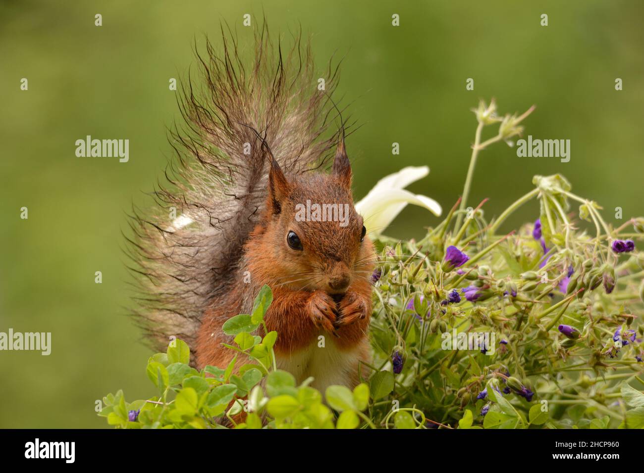 Red squirrel with clover flowers hi-res stock photography and images ...