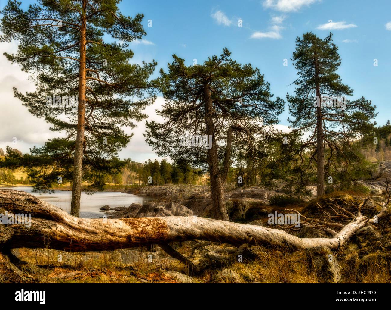 Falling tree near a lake hi-res stock photography and images - Alamy