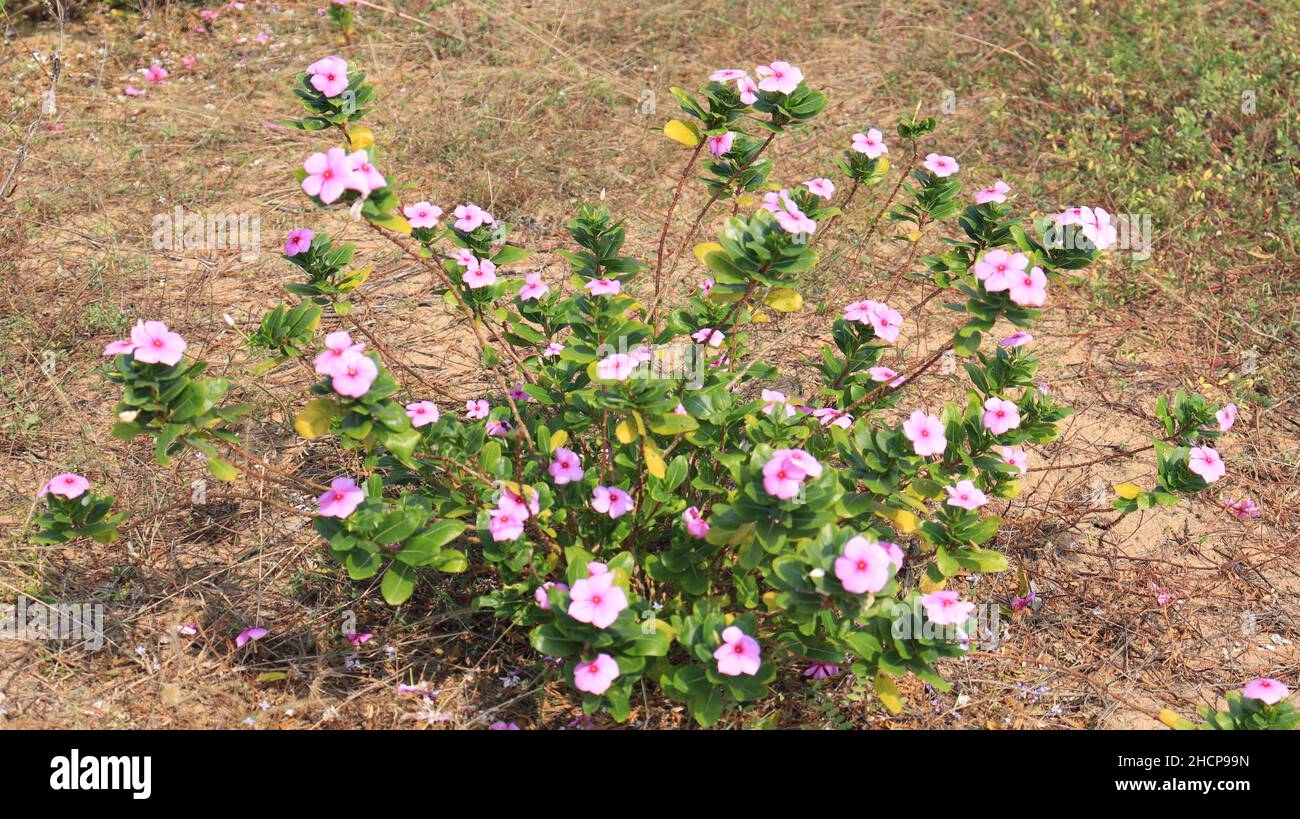 Madagascar Periwinkle Pink Flower in the plant. in blur background ...