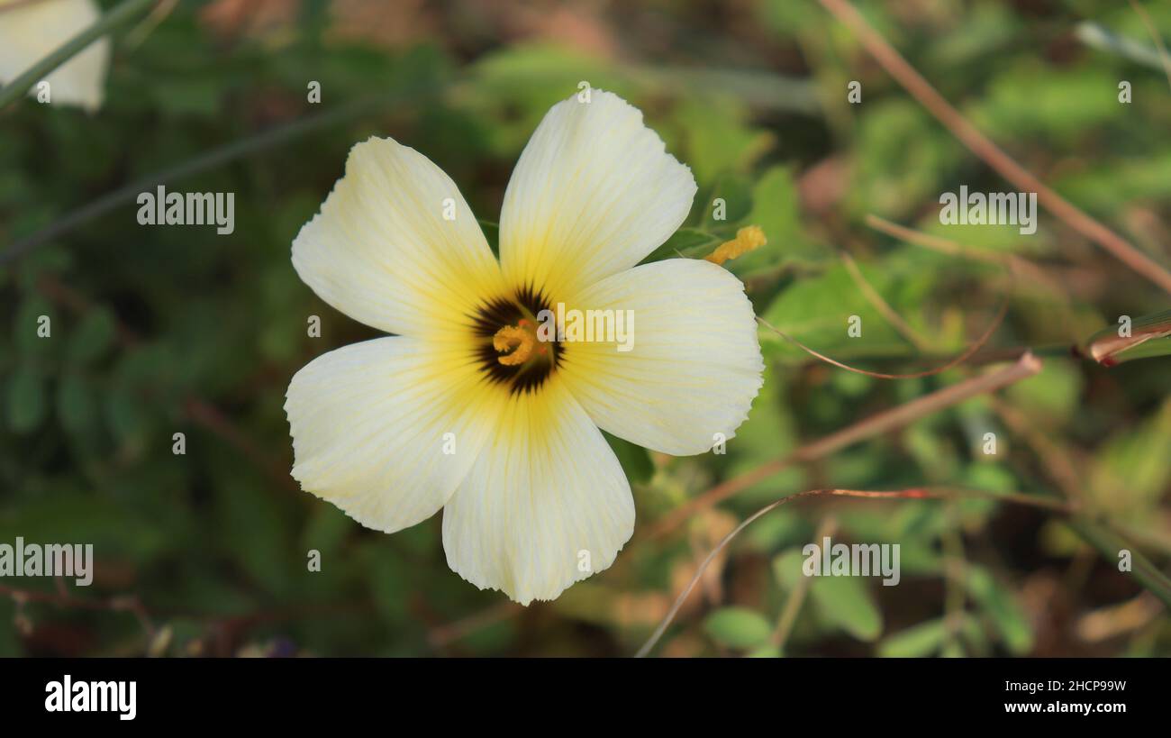 Yellow color flower hi-res stock photography and images - Alamy