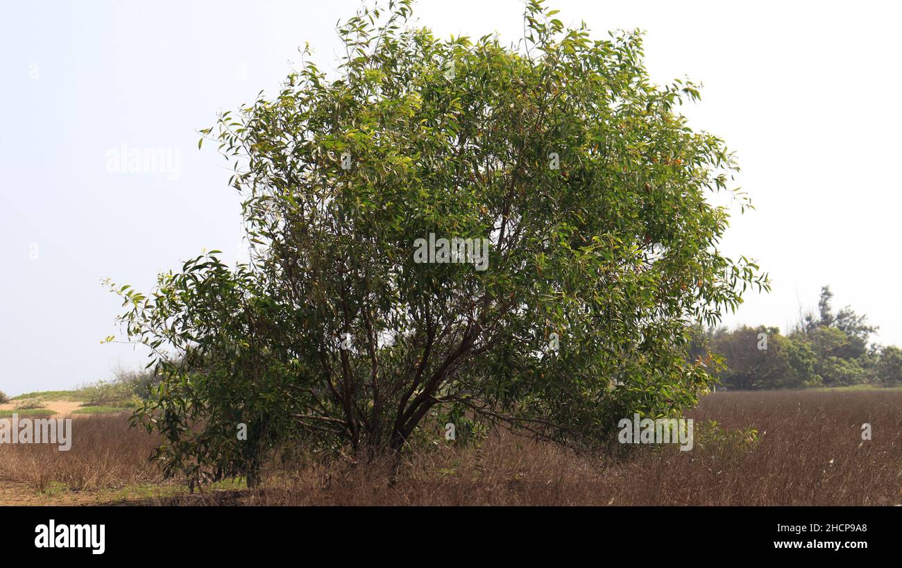 tree in the ground and beautiful nature Stock Photo - Alamy