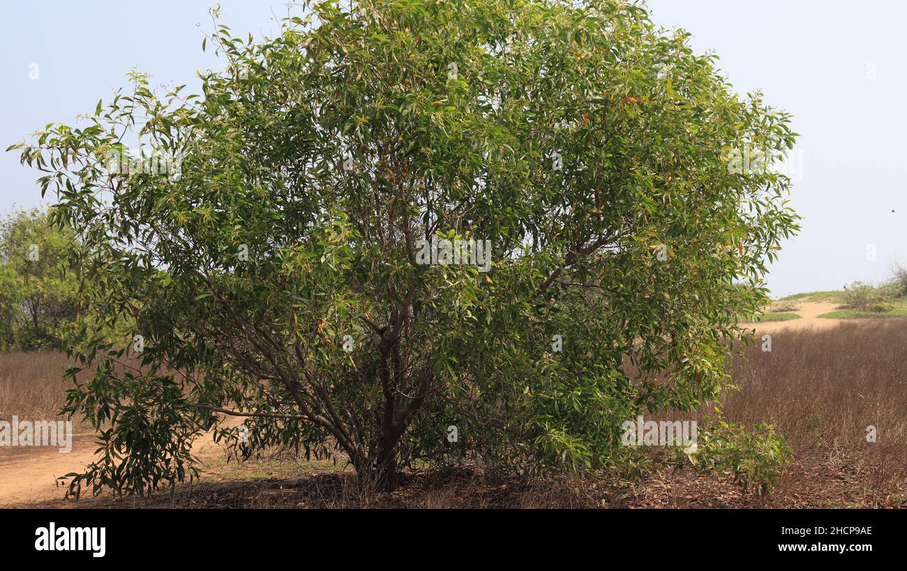 tree in the ground and beautiful nature Stock Photo - Alamy