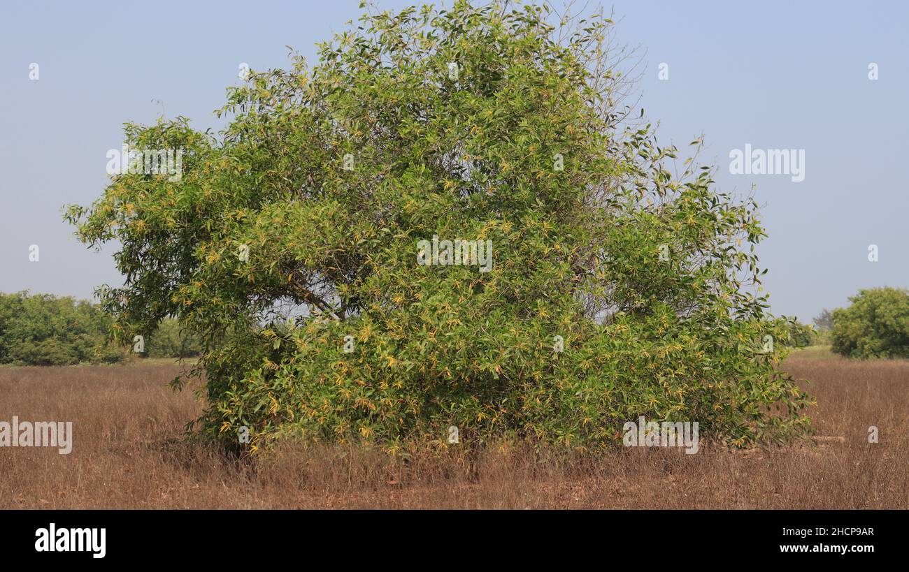 tree in the ground and beautiful nature Stock Photo - Alamy