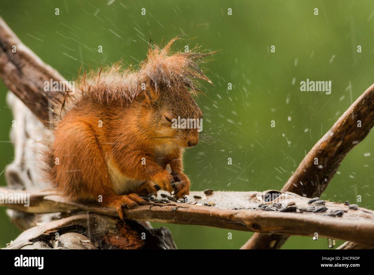 squirrel stand in the rain Stock Photo - Alamy