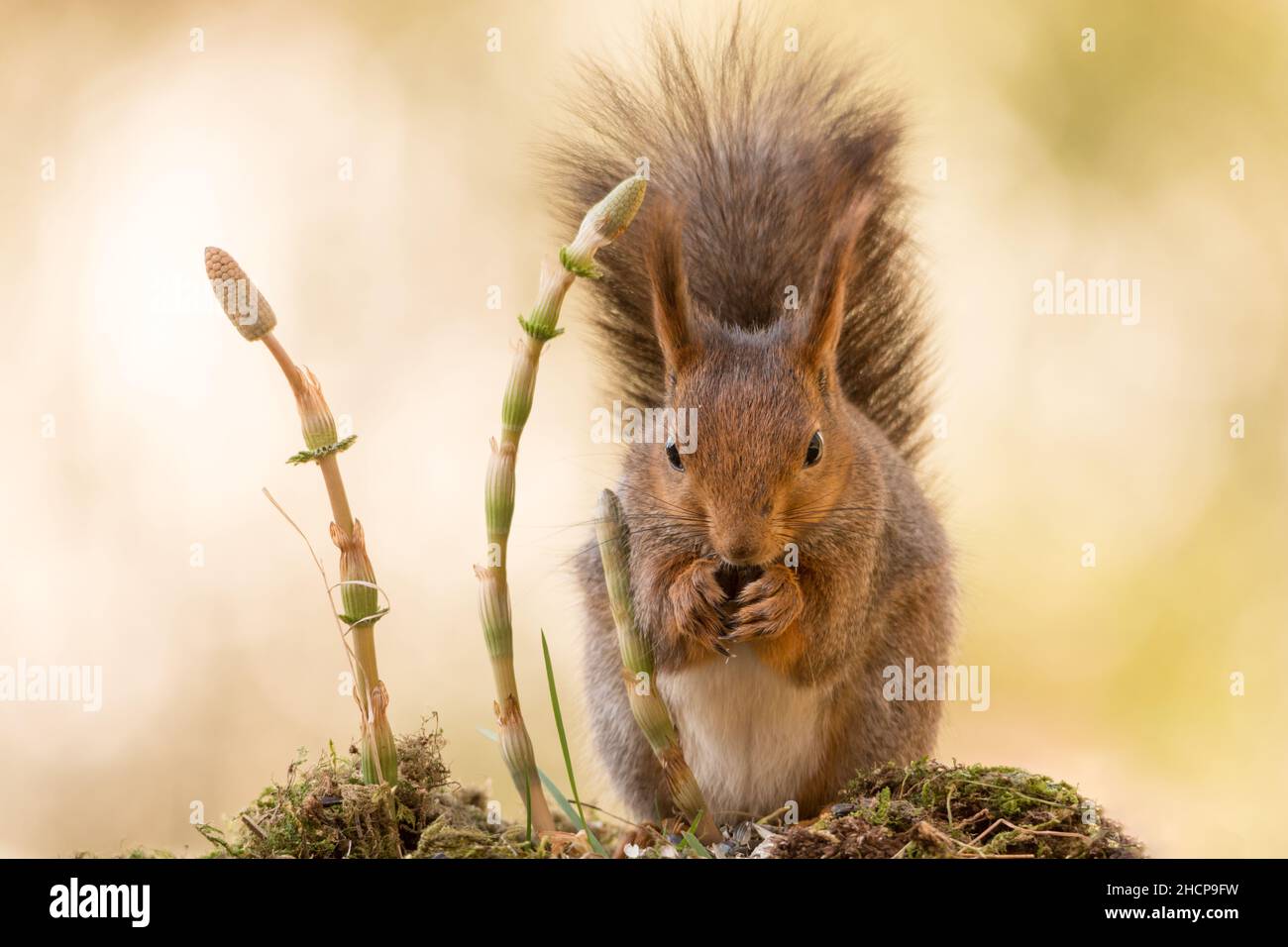 Squirrel looking at camera hi-res stock photography and images - Alamy